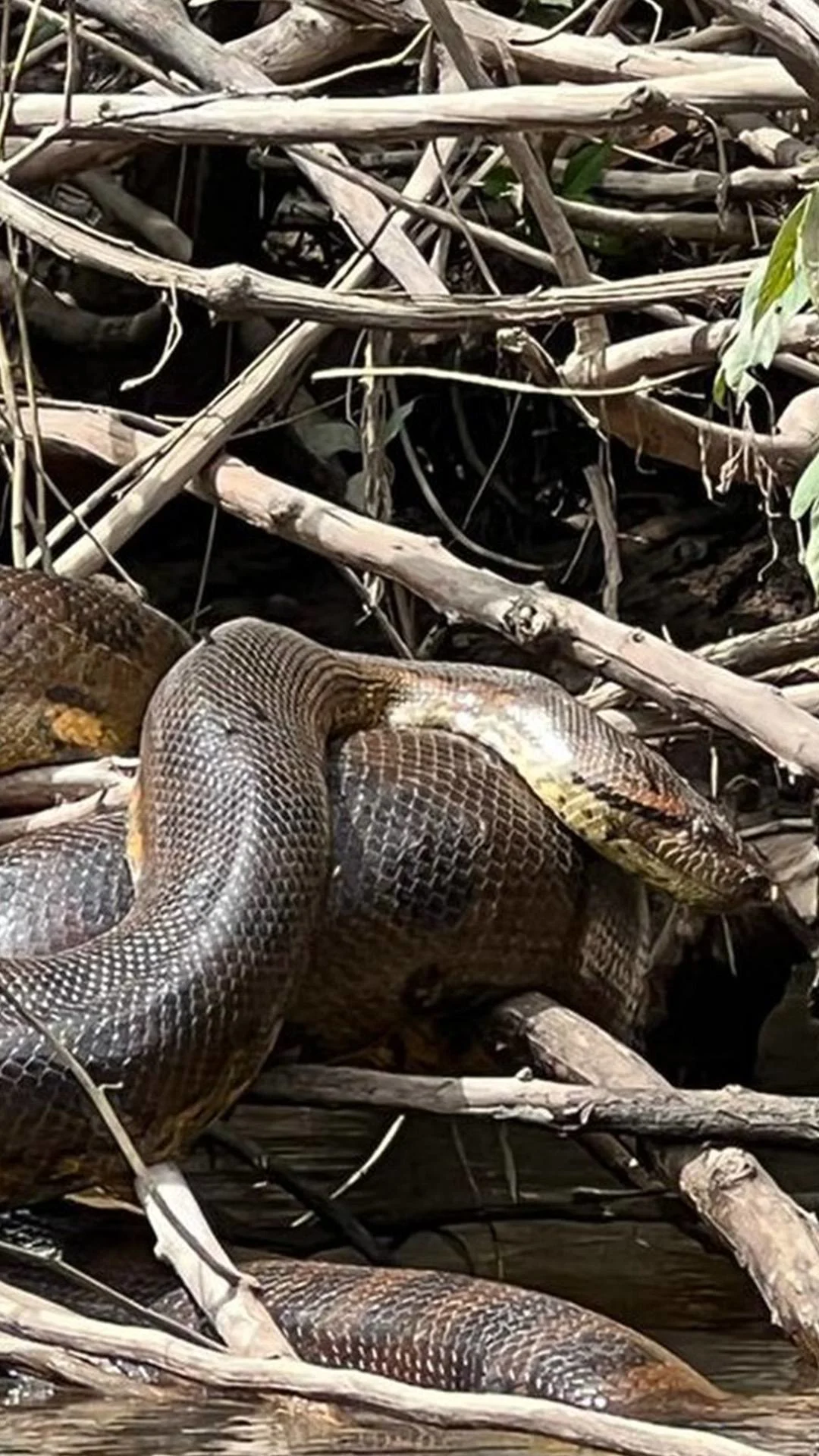 Largest Snake Species Giant Snake Species Discovered In The Amazon